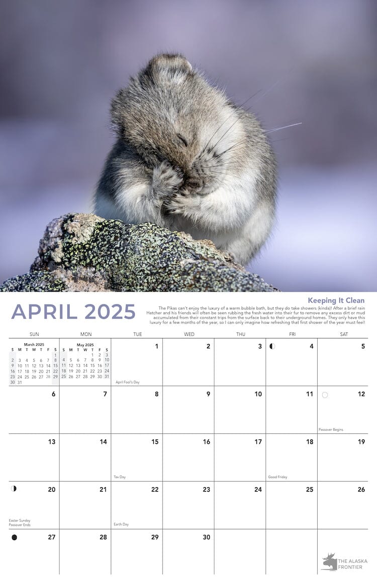 Hatcher The Pika 2025 Calendar From Alaska | Now Shipping - The Alaska ...